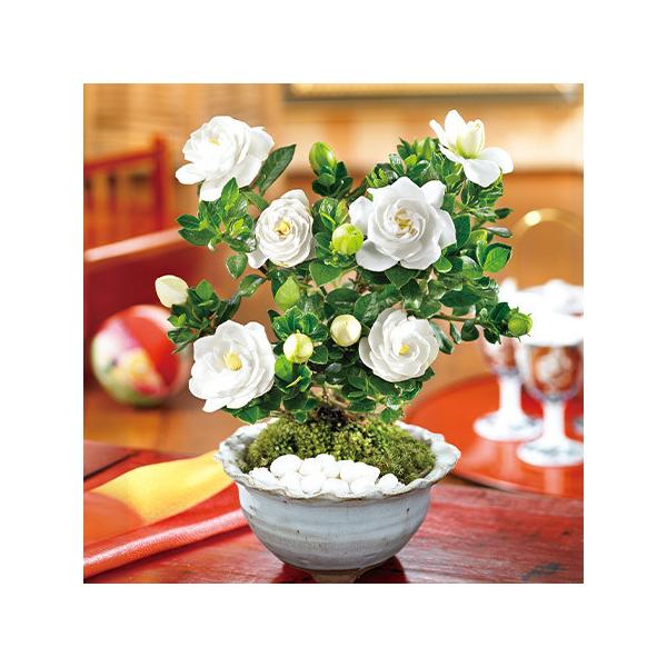 香りただようくちなし盆栽【母の日お届け】■お届けのご案内お届け予定日：2026年05月06日(水)―05月10日(日)早割申込締切：2026年04月21日(火)15時迄お届け内容：【生花】【5号鉢】【屋外向け】●くちなし、苔、飾り石、丹波焼...