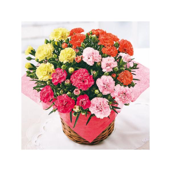 カーネーションサキーネ４色ミックス「しあわせ」【母の日お届け】■お届けのご案内お届け予定日：2026年05月06日(水)―05月10日(日)早割申込締切：2026年04月21日(火)15時迄お届け内容：【生花】【5号鉢】【屋外向け】●カーネ...