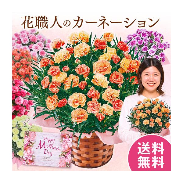 カーネーションフロランタン【母の日お届け】■お届けのご案内お届け予定日：2026年05月06日(水)―05月10日(日)早割申込締切：2026年04月21日(火)15時迄お届け内容：【生花】【5号鉢】【屋外向け】●カーネーションフロランタン...