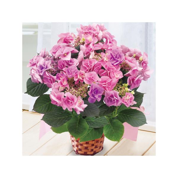 あじさい　フェアリーアイ【母の日お届け】■お届けのご案内お届け予定日：2026年05月06日(水)―05月10日(日)早割申込締切：2026年04月21日(火)15時迄お届け内容：【生花】【5号鉢】【屋外向け】●あじさいフェアリーアイ５号、...