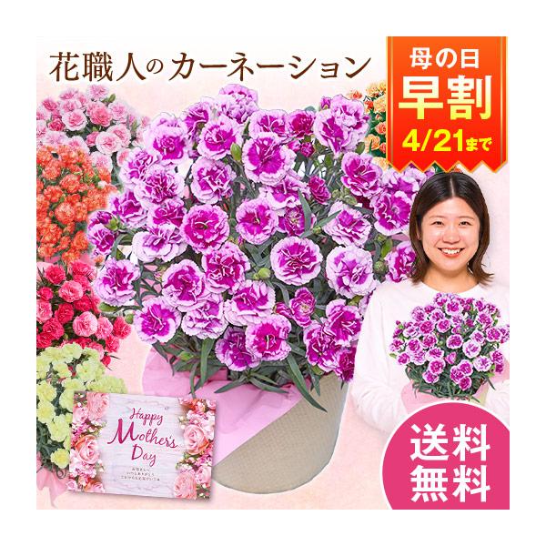 カーネーションオルフィカ【母の日お届け】■お届けのご案内お届け予定日：2026年05月06日(水)―05月10日(日)早割申込締切：2026年04月21日(火)15時迄お届け内容：【生花】【5号鉢】【屋外向け】●カーネーションオルフィカ5号...