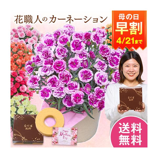 カーネーションオルフィカ＋バウムクーヘンセット【母の日お届け】■お届けのご案内お届け予定日：2026年05月06日(水)―05月10日(日)早割申込締切：2026年04月21日(火)15時迄お届け内容：【生花】【5号鉢】【屋外向け】●カーネ...