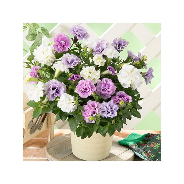 八重咲きペチュニア３色寄せ植え【母の日お届け】■お届けのご案内お届け予定日：2026年05月06日(水)―05月10日(日)早割申込締切：2026年04月21日(火)15時迄お届け内容：【生花】【5号鉢】【屋外向け】●八重咲きペチュニア ラ...