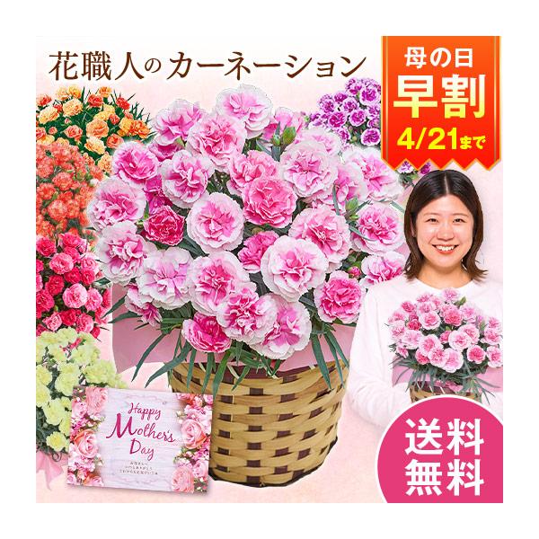 カーネーションティーパーティー【母の日お届け】■お届けのご案内お届け予定日：2026年05月06日(水)―05月10日(日)早割申込締切：2026年04月21日(火)15時迄お届け内容：【生花】【5号鉢】【屋外向け】●カーネーションティーパ...