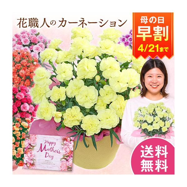 カーネーションルミナリア【母の日お届け】■お届けのご案内お届け予定日：2026年05月06日(水)―05月10日(日)早割申込締切：2026年04月21日(火)15時迄お届け内容：【生花】【5号鉢】【屋外向け】●カーネーションルミナリア５号...