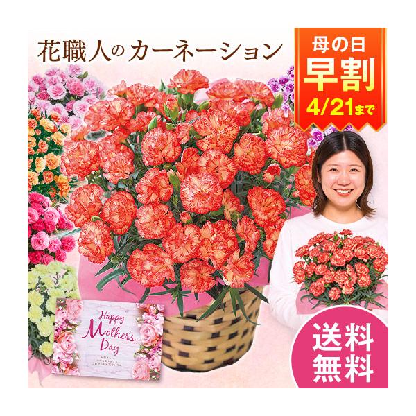オレンジカーネーション【母の日お届け】■お届けのご案内お届け予定日：2026年05月06日(水)―05月10日(日)早割申込締切：2026年04月21日(火)15時迄お届け内容：【生花】【5号鉢】【屋外向け】●カーネーションテキーラ５号、バ...