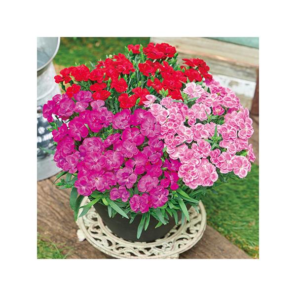 カーネーションスイーツシリーズ３色植え【母の日お届け】■お届けのご案内お届け予定日：2026年05月06日(水)―05月10日(日)早割申込締切：2026年04月21日(火)15時迄お届け内容：【生花】【6号鉢】【屋外向け】●カーネーション...