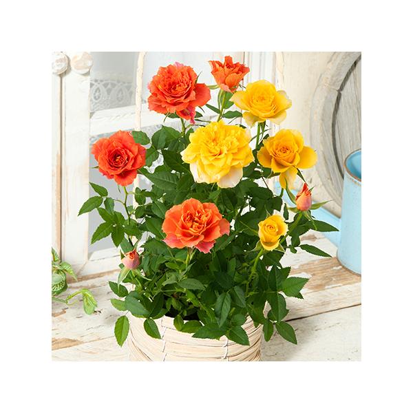 ミニバラ２色植えバスケット【母の日お届け】■お届けのご案内お届け予定日：2026年05月06日(水)―05月10日(日)早割申込締切：2026年04月21日(火)15時迄お届け内容：【生花】【3.5号】【屋外向け】●ミニバラ ルシンド（イエ...