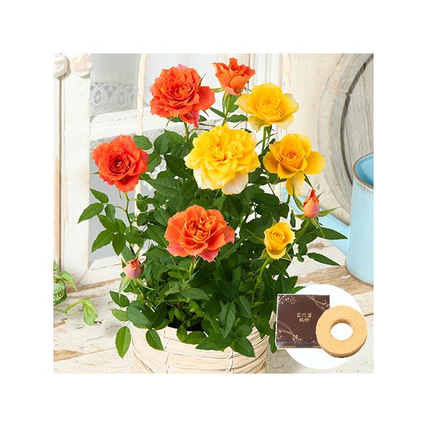 ミニバラ２色植えバスケット＋バウムクーヘンセット【母の日お届け】■お届けのご案内お届け予定日：2026年05月06日(水)―05月10日(日)早割申込締切：2026年04月21日(火)15時迄お届け内容：【生花】【3.5号】【屋外向け】●ミ...