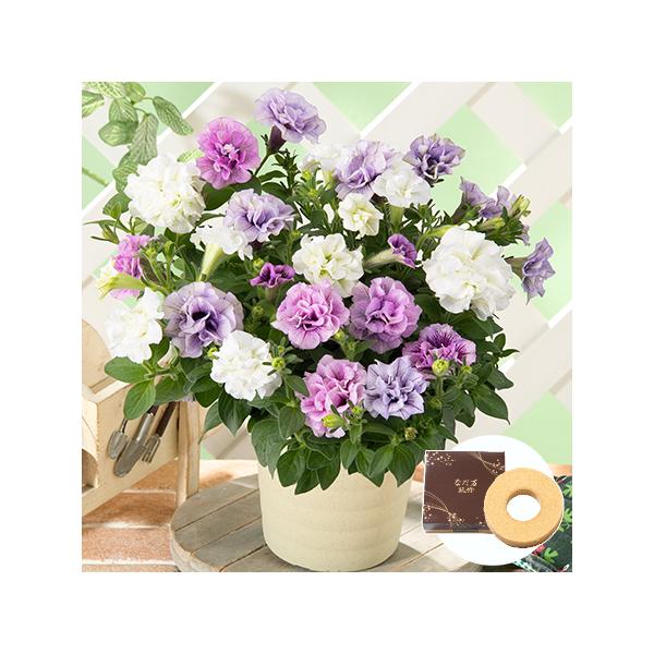 八重咲きペチュニア３色寄せ植え＋バウムクーヘンセット【母の日お届け】■お届けのご案内お届け予定日：2026年05月06日(水)―05月10日(日)早割申込締切：2026年04月21日(火)15時迄お届け内容：【生花】【5号鉢】【屋外向け】●...