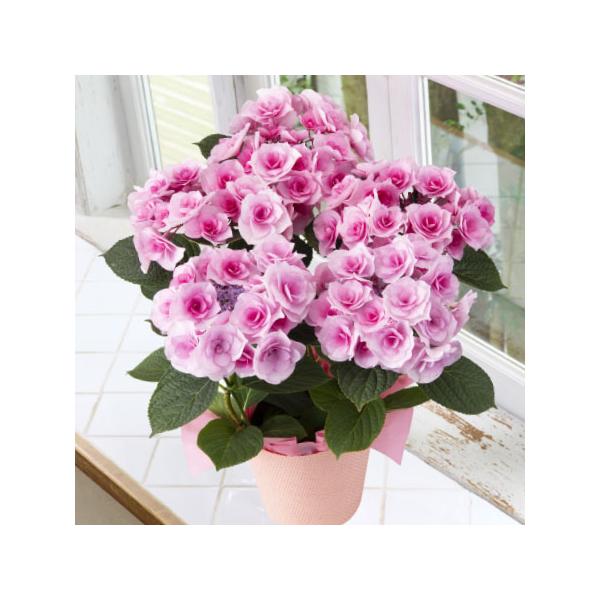 あじさい　クレインブーケ【母の日お届け】■お届けのご案内お届け予定日：2026年05月06日(水)―05月10日(日)早割申込締切：2026年04月21日(火)15時迄お届け内容：【生花】【5号鉢】【屋外向け】●あじさいクレインブーケ５号、...