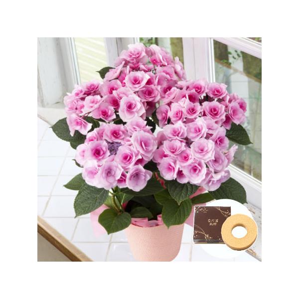 あじさい　クレインブーケ＋バウムクーヘンセット【母の日お届け】■お届けのご案内お届け予定日：2026年05月06日(水)―05月10日(日)早割申込締切：2026年04月21日(火)15時迄お届け内容：【生花】【5号鉢】【屋外向け】●あじさ...