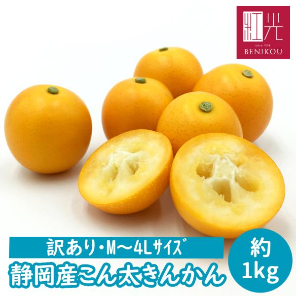【発売日：2026年01月31日】静岡市清水の近藤さんが交配・栽培した新品種、こん太きんかん！すでに店頭でキンカンをみかけた方も多くいらっしゃるとは思いますが、このこん太きんかんは樹上で完熟させるために出荷時期が一般のものより遅いです。 人...