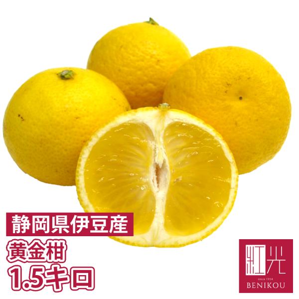 黄金柑は明治時代から鹿児島県日置郡東市来町近辺で知られ、黄ミカンと呼ばれていました。愛媛や静岡では「黄金柑（おうごんかん）」と呼ばれています。 沼津市西浦は駿河湾に面した伊豆半島のつけね、伊豆三津シーパラダイス（水族館）のちょっと先です。海...