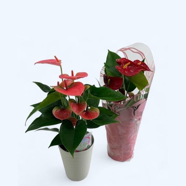 【発売日：2026年05月06日】滋賀県で生産する高品質アンスリウムの母の日専用商品です。母の日らしい色合いが人気の一品です。今回はラッピングと母の日カードをセットにしてご用意いたします。※ラッピング資材の色・カードのデザインは変わる可能性...