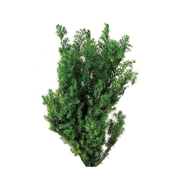 【ご購入後の当店からの連絡はご登録のメールアドレスに通知いたします。必ずご確認ください】約L20.0~35.0cm主な素材:天然素材原産国:日本国プリザーブドフラワーグリーン リーフ 実もの 枝もの染料が切り口や表面から漏れることがあります...