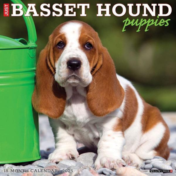 ・ADORABLE PUPPIES - Celebrate the good-natured Basset Hounds with 12 bright, full-color photos. Discover their charm and...