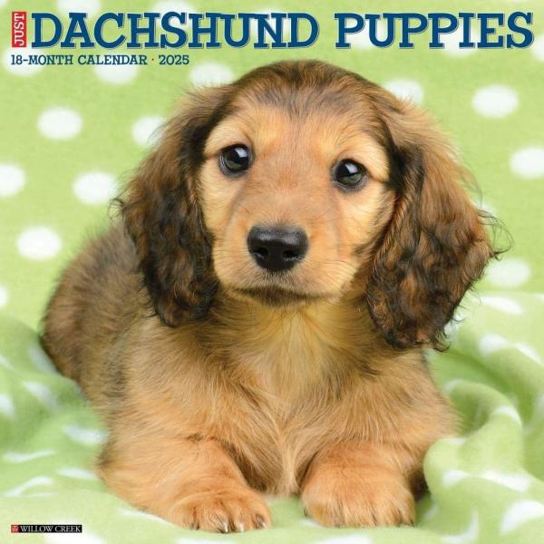 ・DACHSHUND DARLINGS - Indulge in the irresistible charm of tiny Dachshund puppies whose playful and cuddly nature is sur...