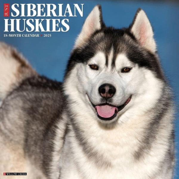 ・ARCTIC ALLURE - Siberian Huskies, with their playful demeanor contrasted against their regal stance, are a bundle of su...