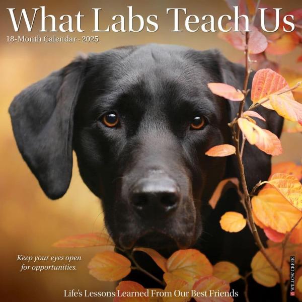 ・LAB LIFE LESSONS - Experience life's simple pleasures through the gleeful eyes of Labs, illustrated through vivid photo...