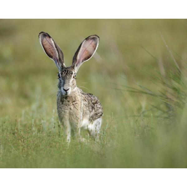 ・Title=Black-tailed jackrabbit, Lepus californicus, Welder Flats, Texas・Artist=Maresa Pryor・Product Type=Fine Art Print・...