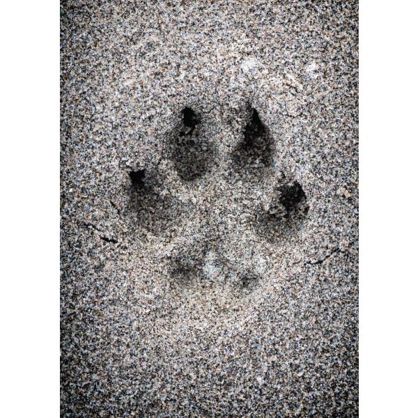 ・This heartfelt sympathy card honors the memory of a beloved pet with a poignant design. The cover features a close-up o...