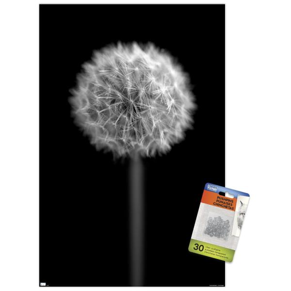 ・THIS TRENDS TOM QUARTERMAINE - BLACK AND WHITE DANDELION WALL POSTER uses high-resolution artwork and is printed on Pho...