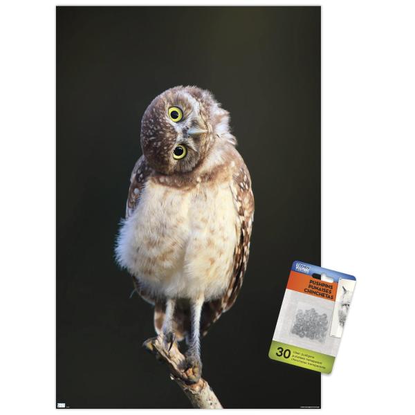 ・THIS TRENDS CURIOUS BUROWING OWLET WALL POSTER uses high-resolution artwork and is printed on PhotoArt Gloss Poster Pap...
