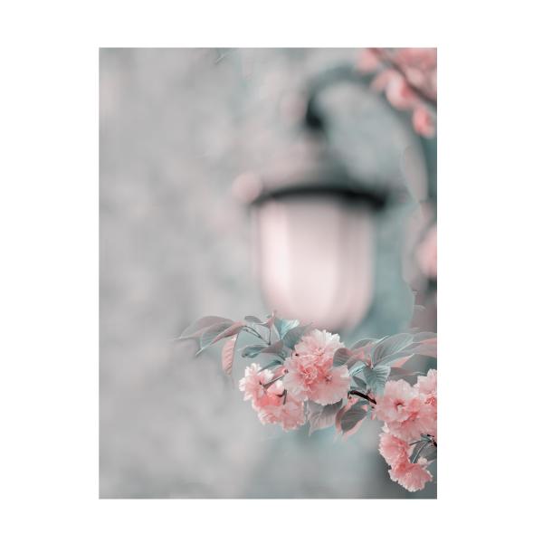 ・ART WALL CANVAS - This Betty Liu 'Cherry blossom under street lamp' canvas art by X1 Brand is sure to complement any ro...
