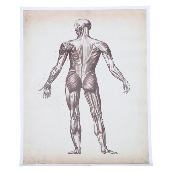 ・Human body poster:the font is printed clearly, easy to read, the human brain anatomy poster is very practical,anatomy t...