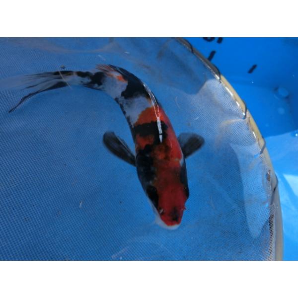 錦鯉１５ｃｍ昭和三色　性別不明です　No.0177　（柄ものは模様が変化します現時点での模様）　2024年生まれです　　　　性別不明です　上質 Made in JAPAN　　ベスト錦鯉産（生産→直売、大阪府泉佐野市）　送料３０００円　同梱できます