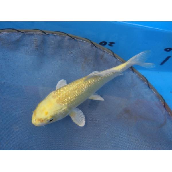 錦鯉１７ｃｍ銀鱗山吹黄金　性別不明です　No.0227　（柄ものは模様が変化します現時点での模様）　2024年生まれです　　　　性別不明です　上質 Made in JAPAN　　ベスト錦鯉産（生産→直売、大阪府泉佐野市）　送料３０００円　同...