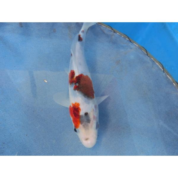 錦鯉１９ｃｍ藍墨衣葡萄系　性別不明です　No.0252　（柄ものは模様が変化します現時点での模様）　2024年生まれです　　　　性別不明です　上質 Made in JAPAN　　ベスト錦鯉産（生産→直売、大阪府泉佐野市）　送料３０００円　同...