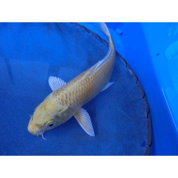 錦鯉２４ｃｍ山吹黄金　性別不明です　No.0265　（柄ものは模様が変化します現時点での模様）　2023年生まれです　　　　性別不明です　上質 Made in JAPAN　　ベスト錦鯉産（生産→直売、大阪府泉佐野市）　送料３０００円　同梱できます