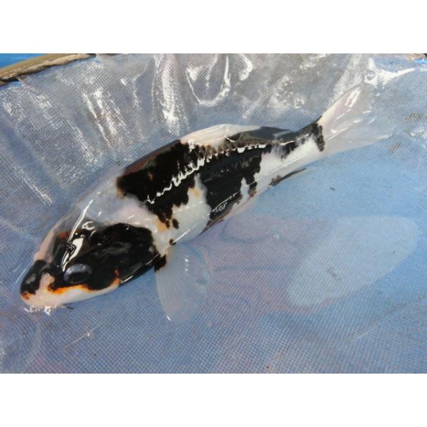 錦鯉１７ｃｍ漆墨　烏鯉（からすこい）白写り模様（希少）　手ひれ元黒模様が良いです　　和鯉　（墨模様は変化します現時点での模様です）　No.0407　　　（柄ものは模様が変化します現時点での模様）　2025年生まれです　　　　性別不明です　上...