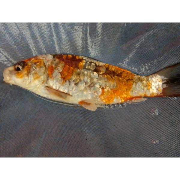 錦鯉１６ｃｍドイツ金龍黄金　落ち葉しぐれ系　やや鎧鱗です　　性別不明です　No.0436　　（ドイツ金龍黄金は輸送ストレスで色合いが落ちる場合がありますが　　こなれた水に戻すと本来の色合いに戻ります）　　　（柄ものは模様が変化します現時点で...