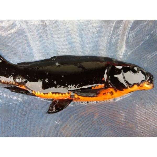 錦鯉１７ｃｍ烏鯉（からすこい）腹赤（綺麗な赤色）　和鯉　性別不明です　No.0512　（柄ものは模様、色合いが変化します、現時点での模様です）　2024年生まれです　　　　性別不明です　上質 Made in JAPAN　　ベスト錦鯉産（生産...