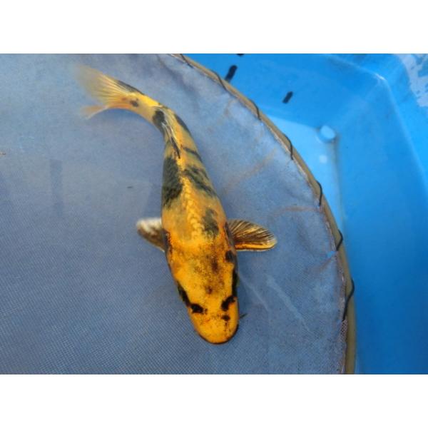 錦鯉１９ｃｍ金黄写り　上物です　　性別不明です　No.0561　2025年生まれです　　　　性別不明です　上質 Made in JAPAN　　ベスト錦鯉産（生産→直売、大阪府泉佐野市）　送料３０００円　同梱できます