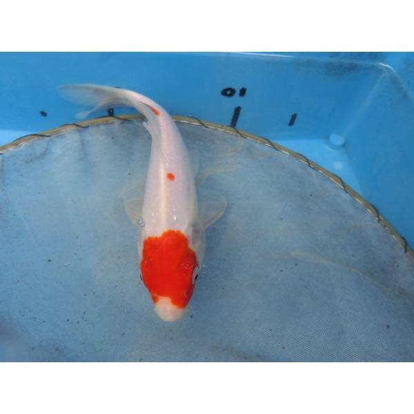 錦鯉２２ｃｍ紅白　性別不明です　No.1106　（柄ものは模様が変化します現時点での模様）　2024年生まれです　　　　性別不明です　上質 Made in JAPAN　　ベスト錦鯉産（生産→直売、大阪府泉佐野市）　送料３０００円　同梱できます