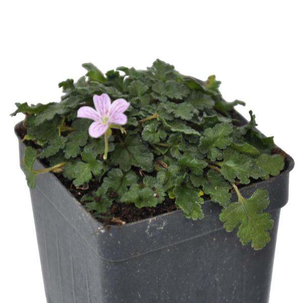 商品名:  Erodium x variabile ‘Flore Pleno’, Flore Pleno, Heron's Bill, Container Size: 3" (2.6x3.5)ブランド: Winter Greenhouse商...