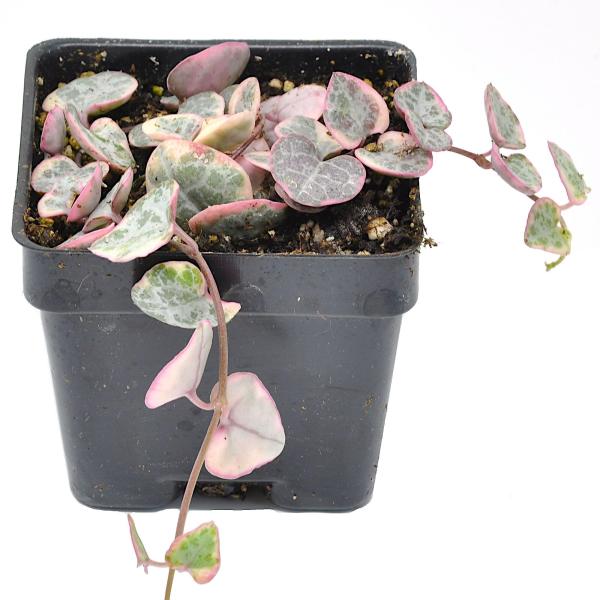 商品名: Ceropegia woodii x、ストリングオブハーツ 多彩、多彩なロザリオのつる、観葉植物、半多肉植物のつる、コンテナサイズ:7.6 cm (6.6 x 6.6 cm) Ceropegia Woodii X, String ...