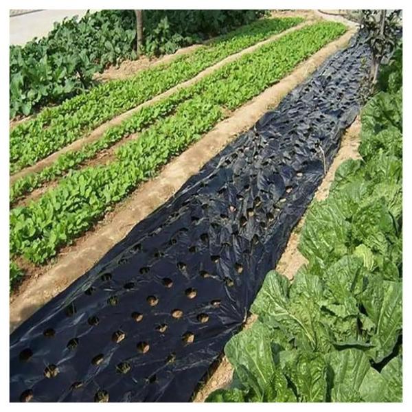 商品名:  CHALKE Griculture Mulch, 1PC Pre-Punched Hole Plastic Film Greenhouse Weeds Control Mylar Strawberry Vegetable Nur...
