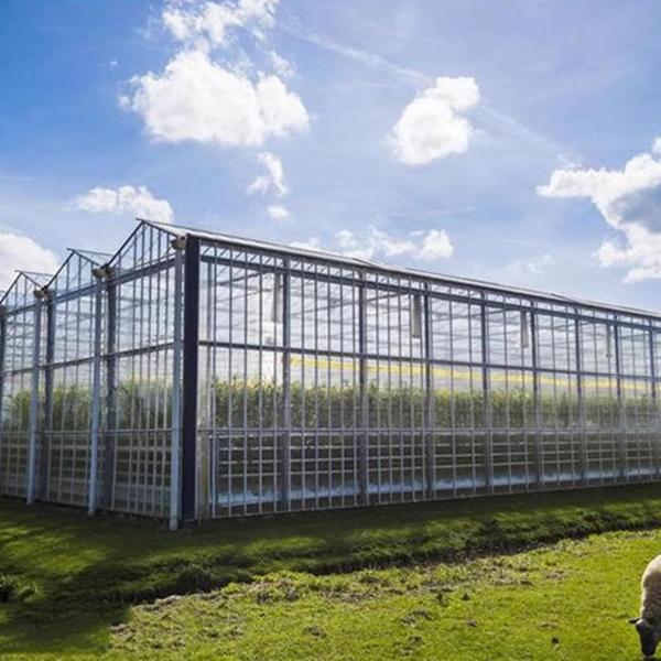 商品名:  Clear Plastic Sheet, Polycarbonate Greenhouse Sheets, Replacement Shed Panel, Uv Protection Rainproof Roof Cover f...