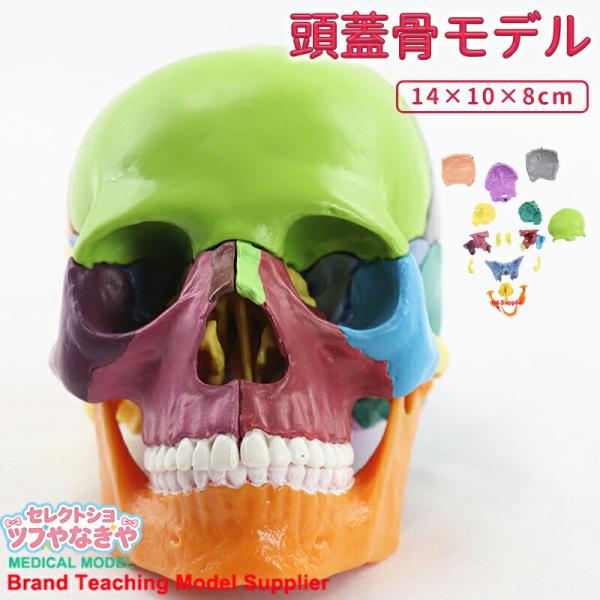 頭蓋骨は取り外し可能で、頭蓋骨の15の部分を取り外すことができます。骨の構造、質感、関節式下顎骨、眼窩、縫合糸、鼻腔内、頭蓋内腔を視覚的に示します。解剖学および生理学のコースのための優れた教材。 また、学校の教育、学習、ディスプレイツールの...