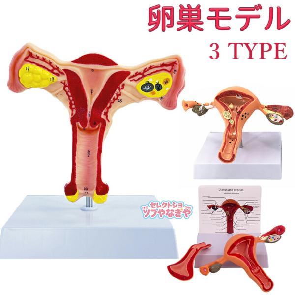 位置づけと目的：本製品は、医学部の解剖学授業、産婦人科看護実習、生殖保健教育において、女性生殖器系の構造と病理学的変化を学生が直感的に理解できるよう支援する医療教材です。構造的提示：子宮、卵管、両卵巣（発育段階の異なる卵胞を含む）などの臓器...