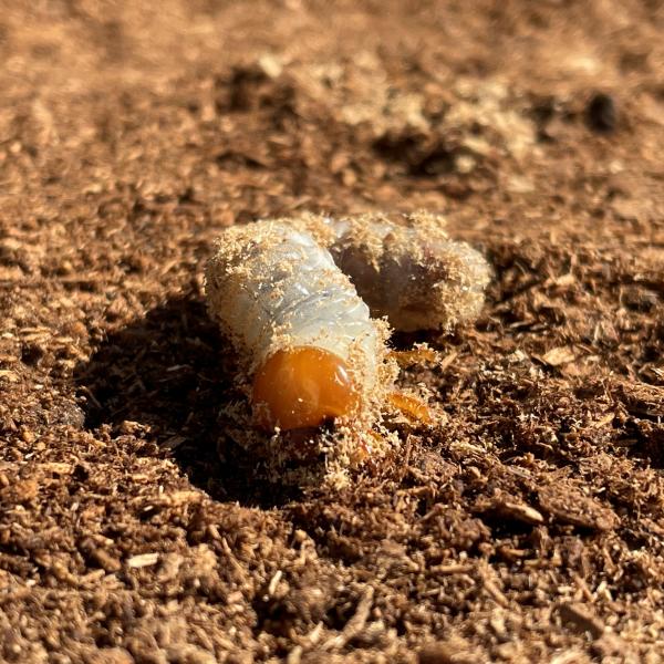 和名：ヨーロッパミヤマクワガタ学名：Lucanus cervus産地：フランスorギリシャ累代：CB孵化：孵化後1か月〜半年※画像は参考写真です。♂♀の判別はしていません。　 　3令になっている場合もございます。ご了承ください。