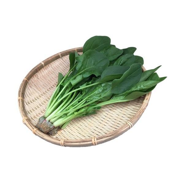 ほうれん草はペルシャ地方原産のアカザ科ほうれん草属の野菜です。アクをできる限り少なくし、生でも美味しく食べられるよう改良したものがサラダほうれん草です。ビタミン類やミネラル類を万遍なく豊富に含んだ非常に栄養価の高い緑黄色野菜。特に多く含まれ...