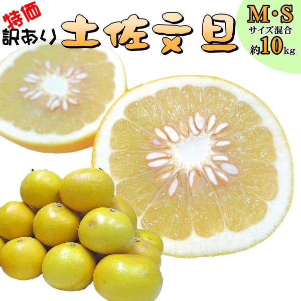 【発売日：2026年01月26日】★爆買WEEK開催中★ 商品名：訳あり 土佐文旦（高知県産）M/S（小玉）内容量：10kg（目安：27〜33玉）※個体差あり訳あり理由：キズ／黒点／色ムラ／形のばらつき（味・果肉は通常品同等）発送：ご注文後...