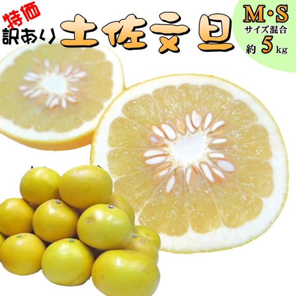 【発売日：2026年01月26日】★爆買WEEK開催中★ 商品名：訳あり 土佐文旦（高知県産）M/S（小玉）内容量：5kg（目安：14〜17玉）※個体差あり訳あり理由：キズ／黒点／色ムラ／形のばらつき（味・果肉は通常品同等）発送：ご注文後3...