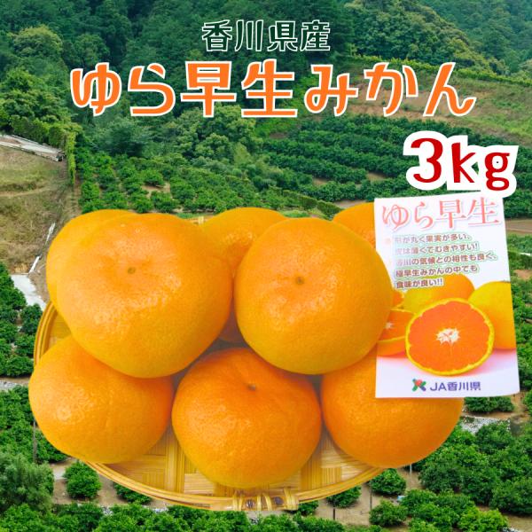 【商品名】香川県産 ゆら早生みかん【内容量】3kg【玉サイズ】S/M/L【産地】香川県（三豊市・観音寺市等）【品種】ゆら早生（極早生品種）【品種登録】1995年品種登録【収穫時期】9月下旬〜11月上旬【発送時期】10月中旬から11月上旬【配...